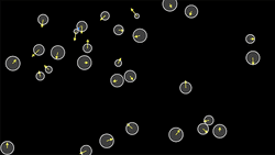 Showcase / The Coding Train